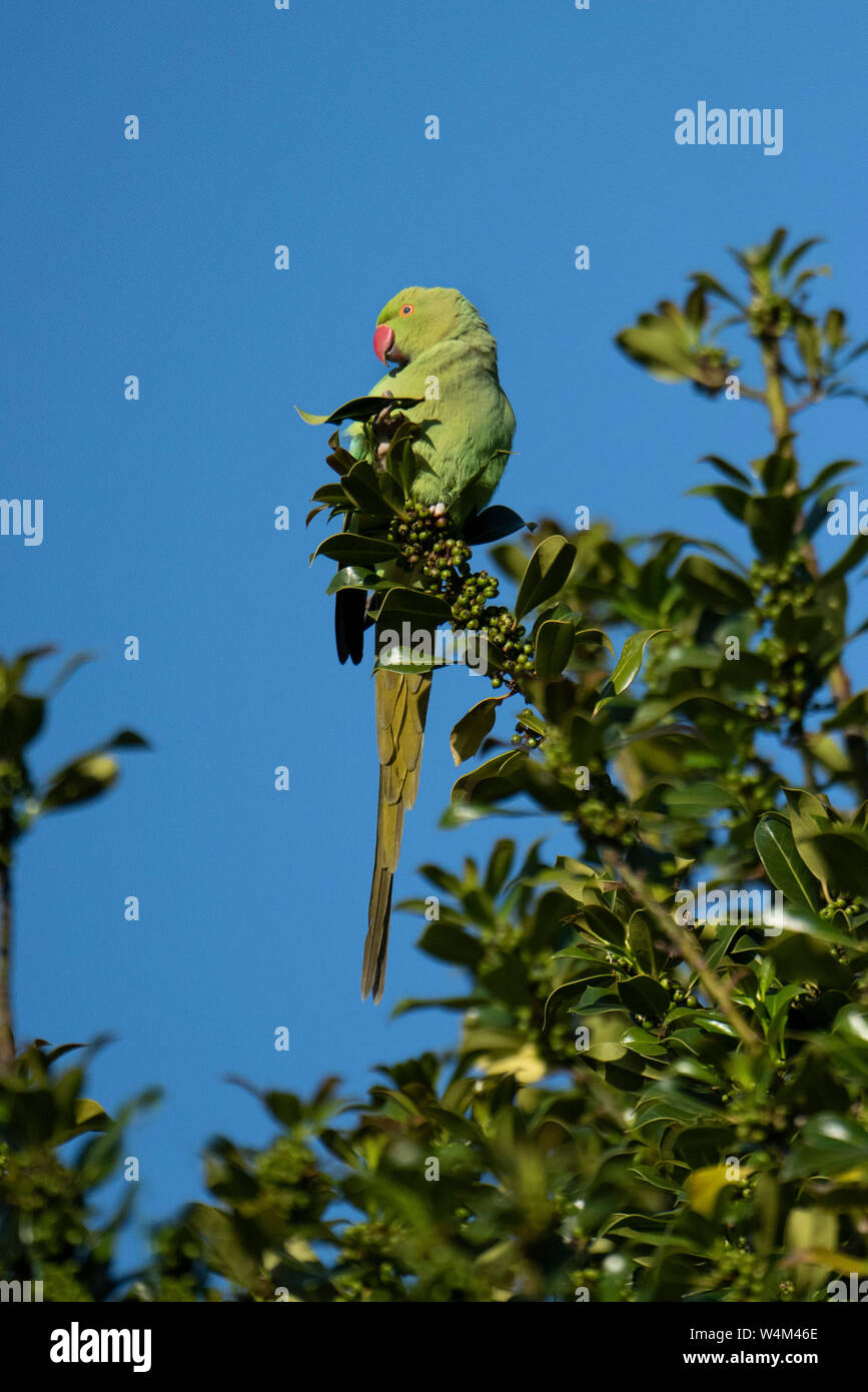 The uks birds hi-res stock photography and images - Alamy