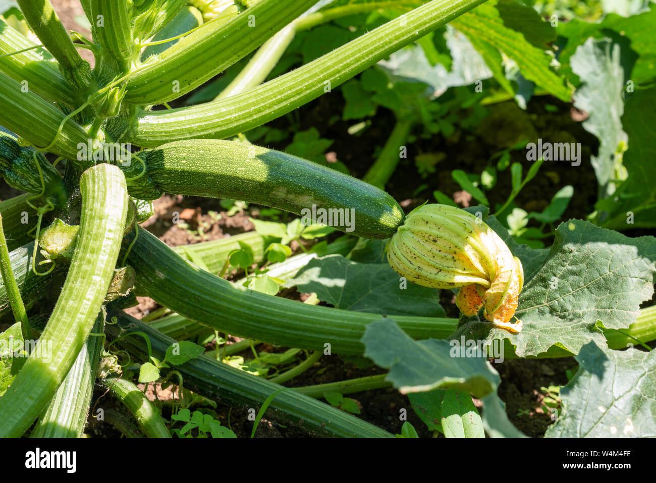 courgette plant with flowers and vegetables, grown in a field of ...