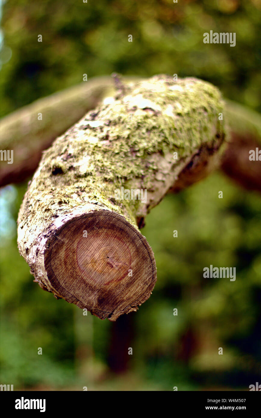 Tree branch moss yellow hi-res stock photography and images - Alamy