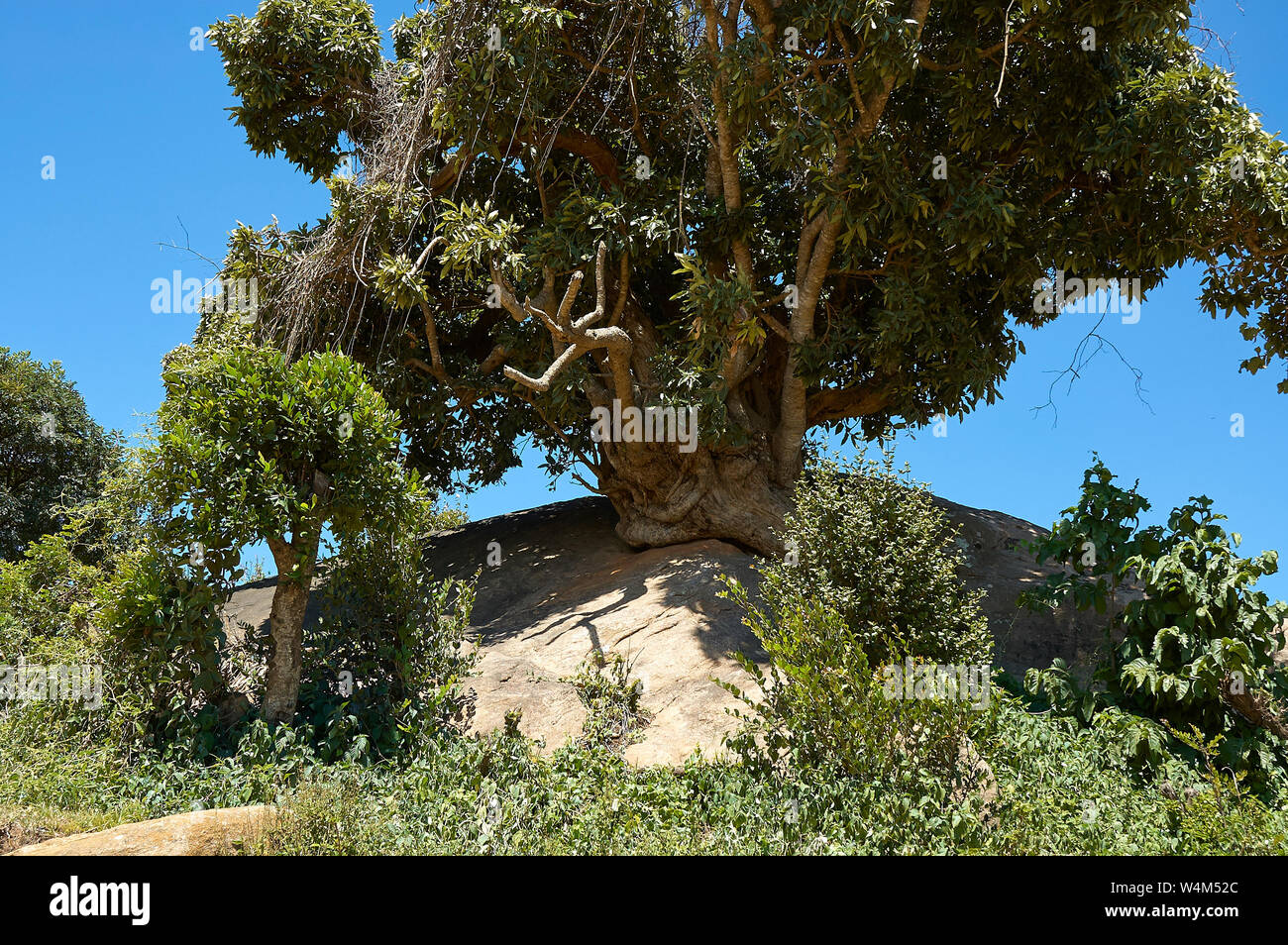 A large fig tree growing on a cracked boulder Stock Photo - Alamy