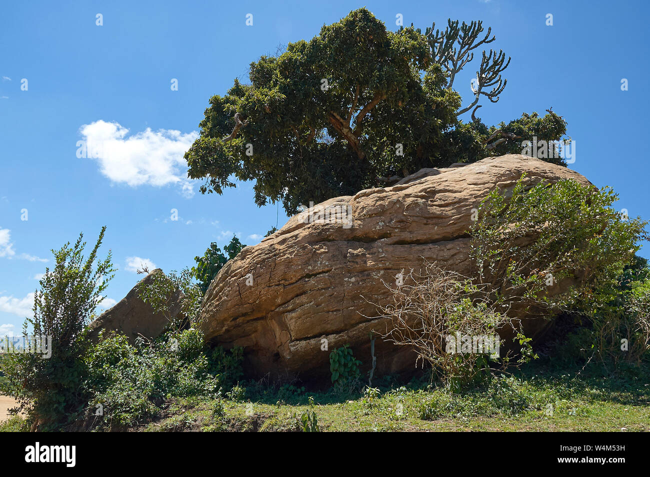 A large fig tree growing on a cracked boulder Stock Photo - Alamy