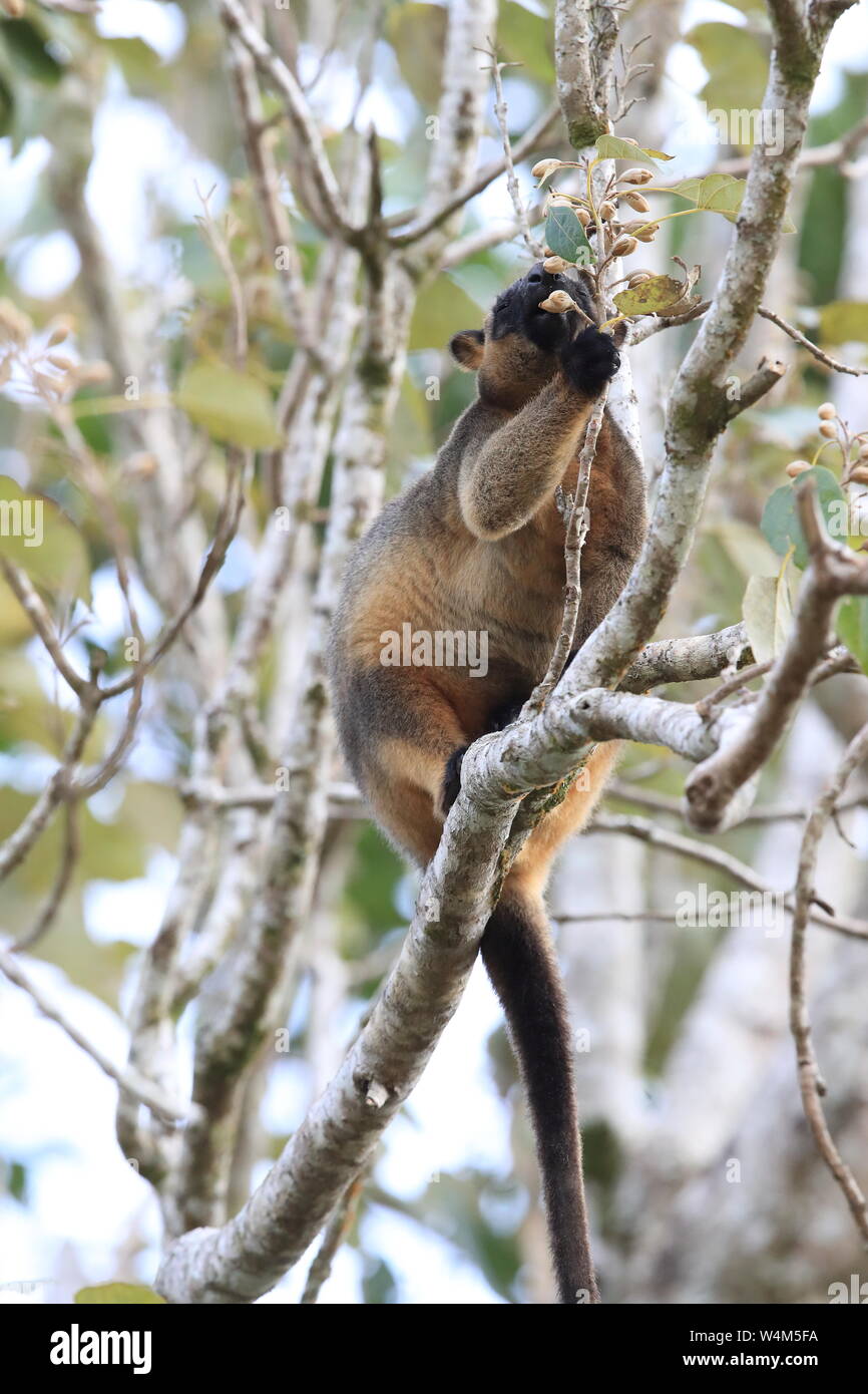 A Bennett's tree kangaroo rests high in a tree in a dry forest ...
