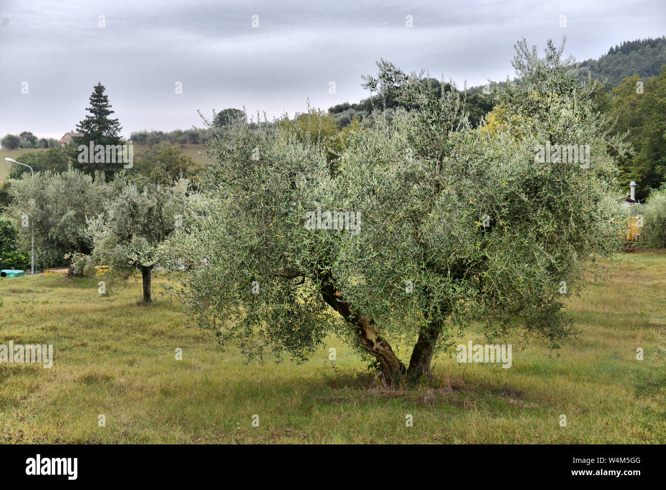 Olive trees garden. Mediterranean olive field ready for harvest ...