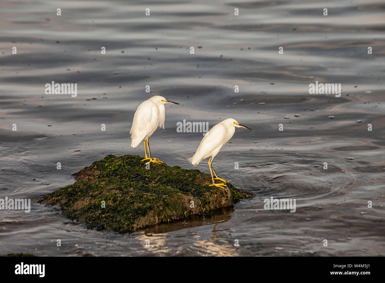 Juvenile Snowy Egret High Resolution Stock Photography and Images - Alamy