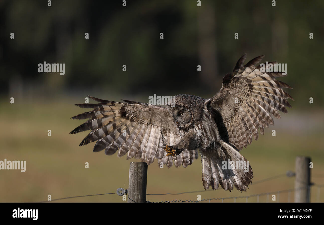 Owl spread wings hi-res stock photography and images - Alamy