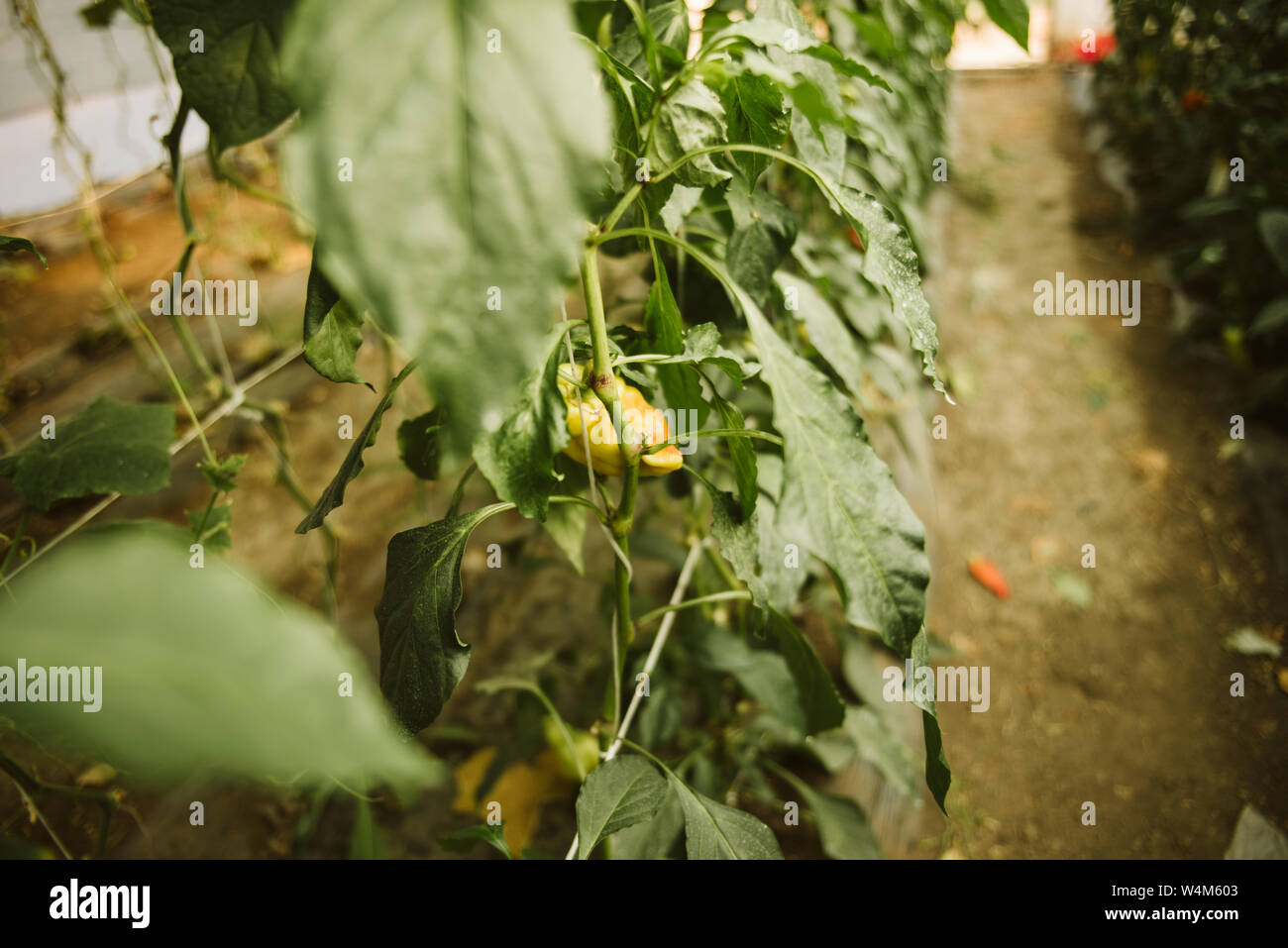 Organically grown produce without the pesticides Stock Photo - Alamy