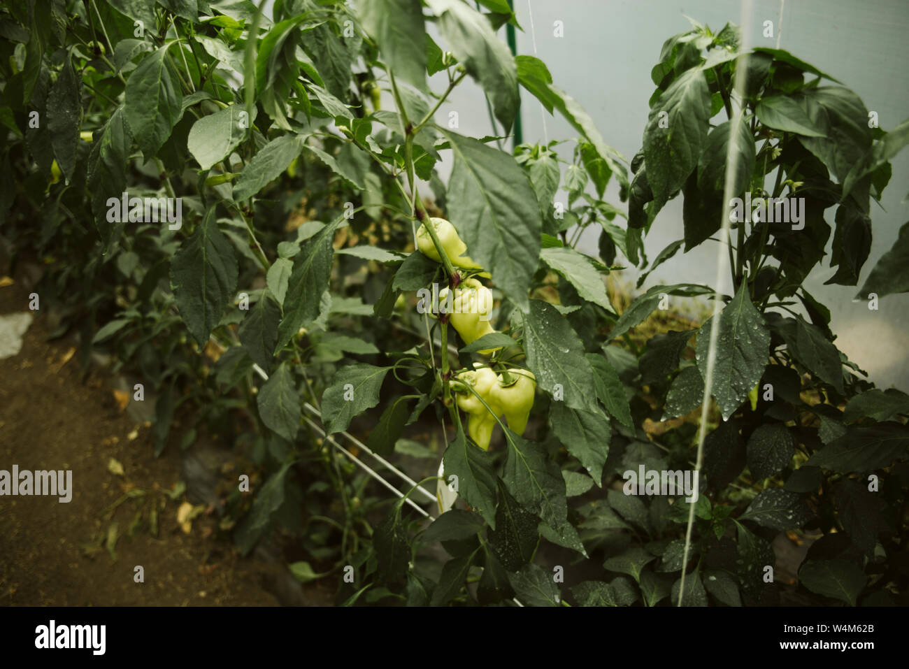 Organically grown produce without the pesticides Stock Photo - Alamy