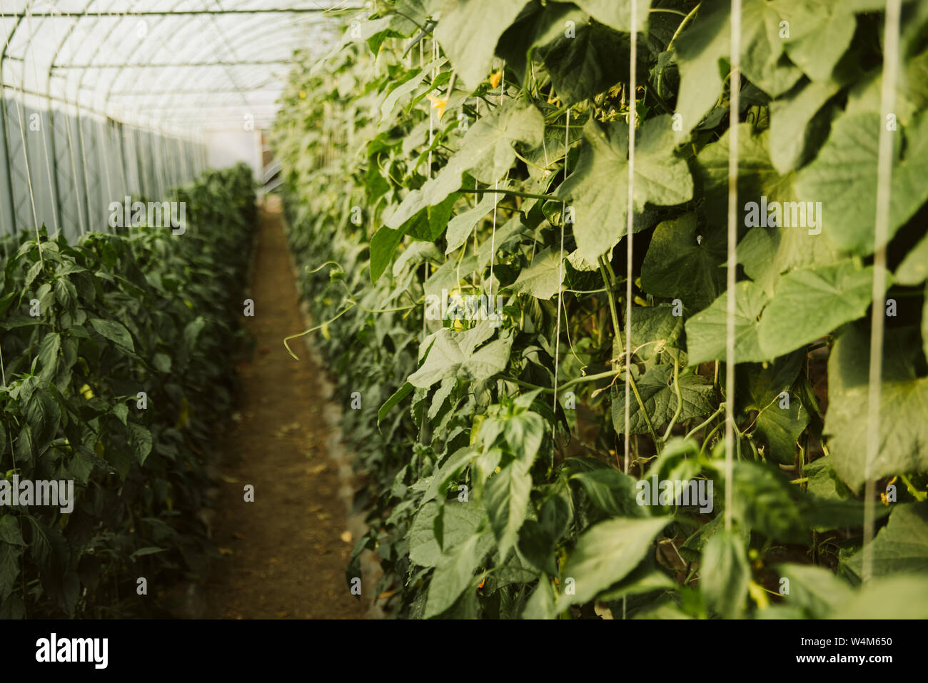 Organically grown produce without the pesticides Stock Photo - Alamy
