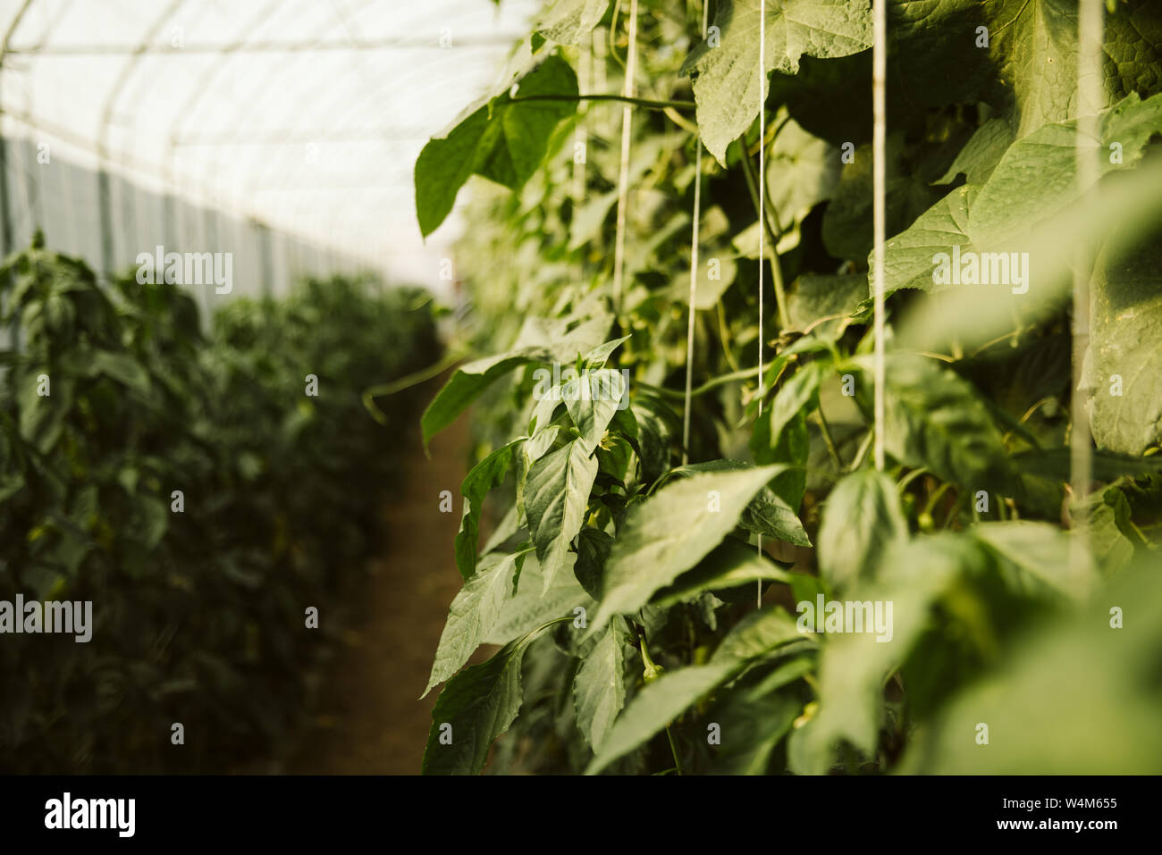 Organically grown produce without the pesticides Stock Photo - Alamy