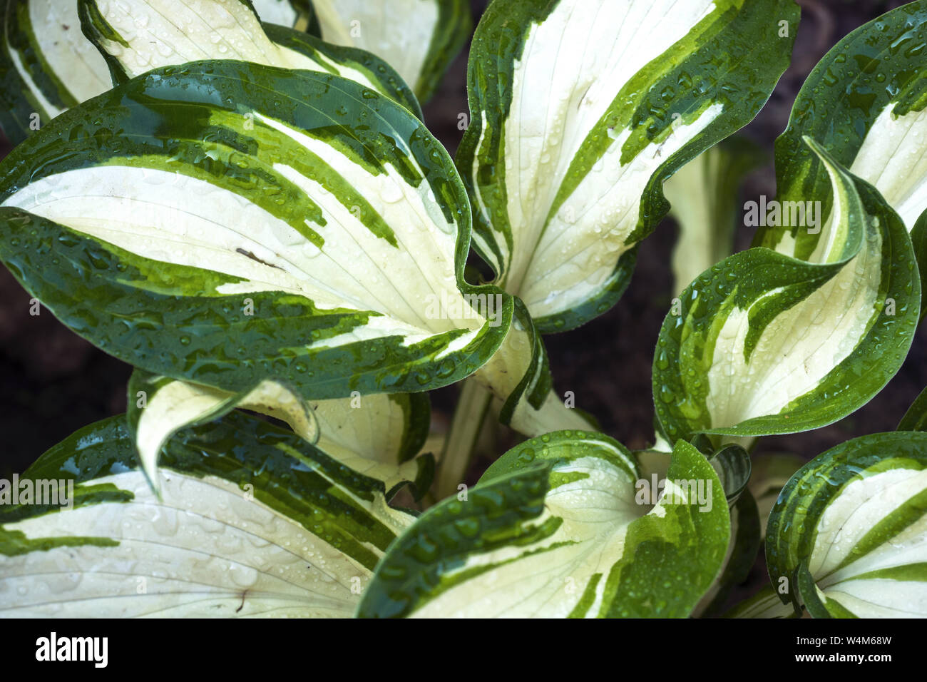 variegated green leaves of hosts with white stripes as background Stock ...