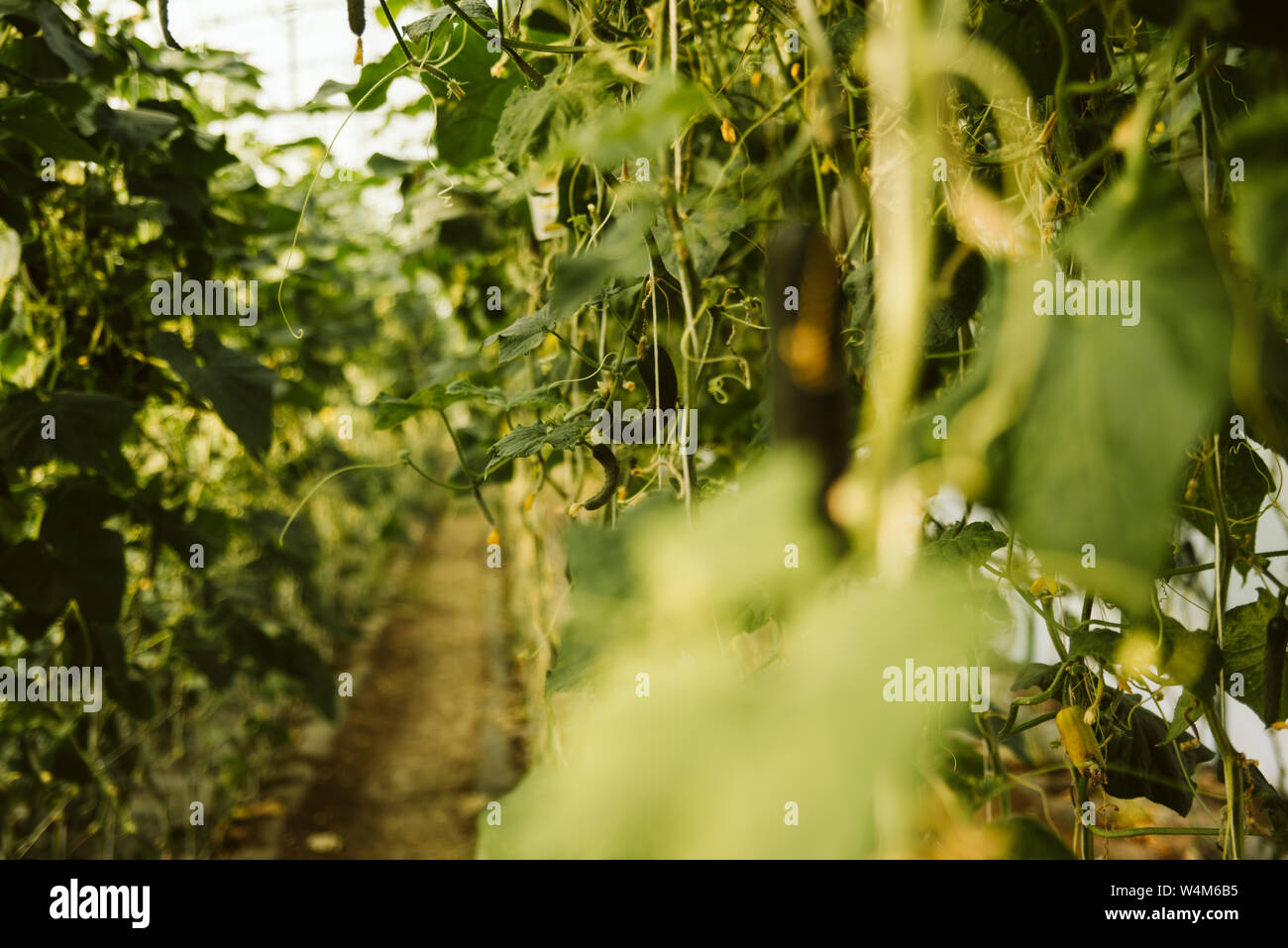 Organically grown produce without the pesticides Stock Photo - Alamy