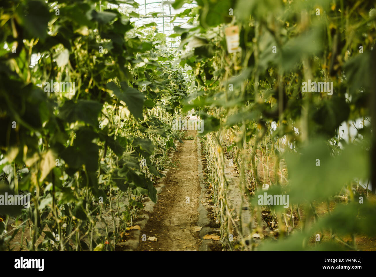 Organically grown produce without the pesticides Stock Photo - Alamy