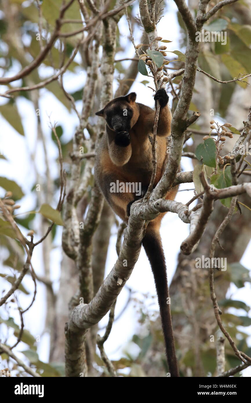 A Bennett's tree kangaroo rests high in a tree in a dry forest ...