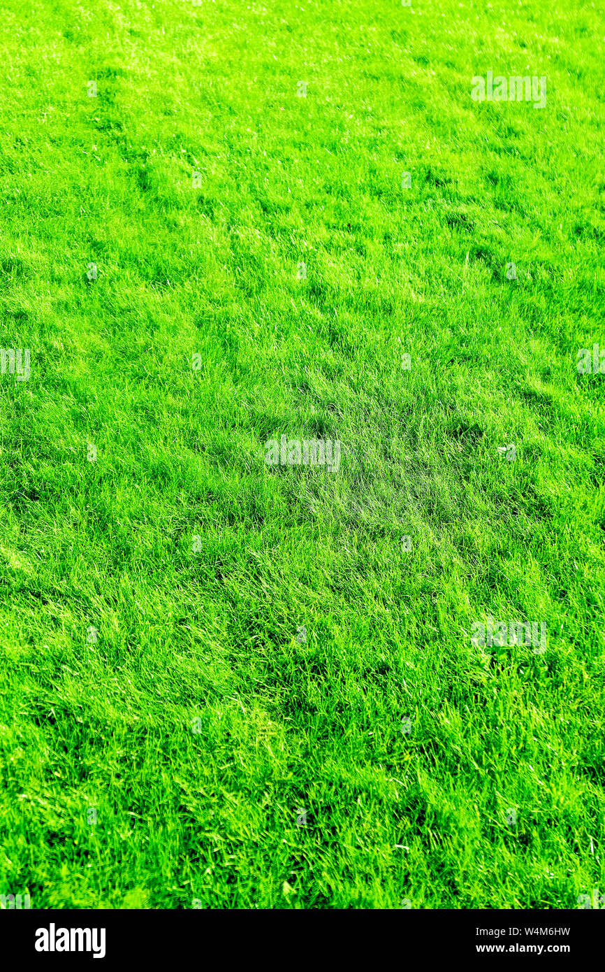 Nature, garden and golf landscape concept - Grass field background ...