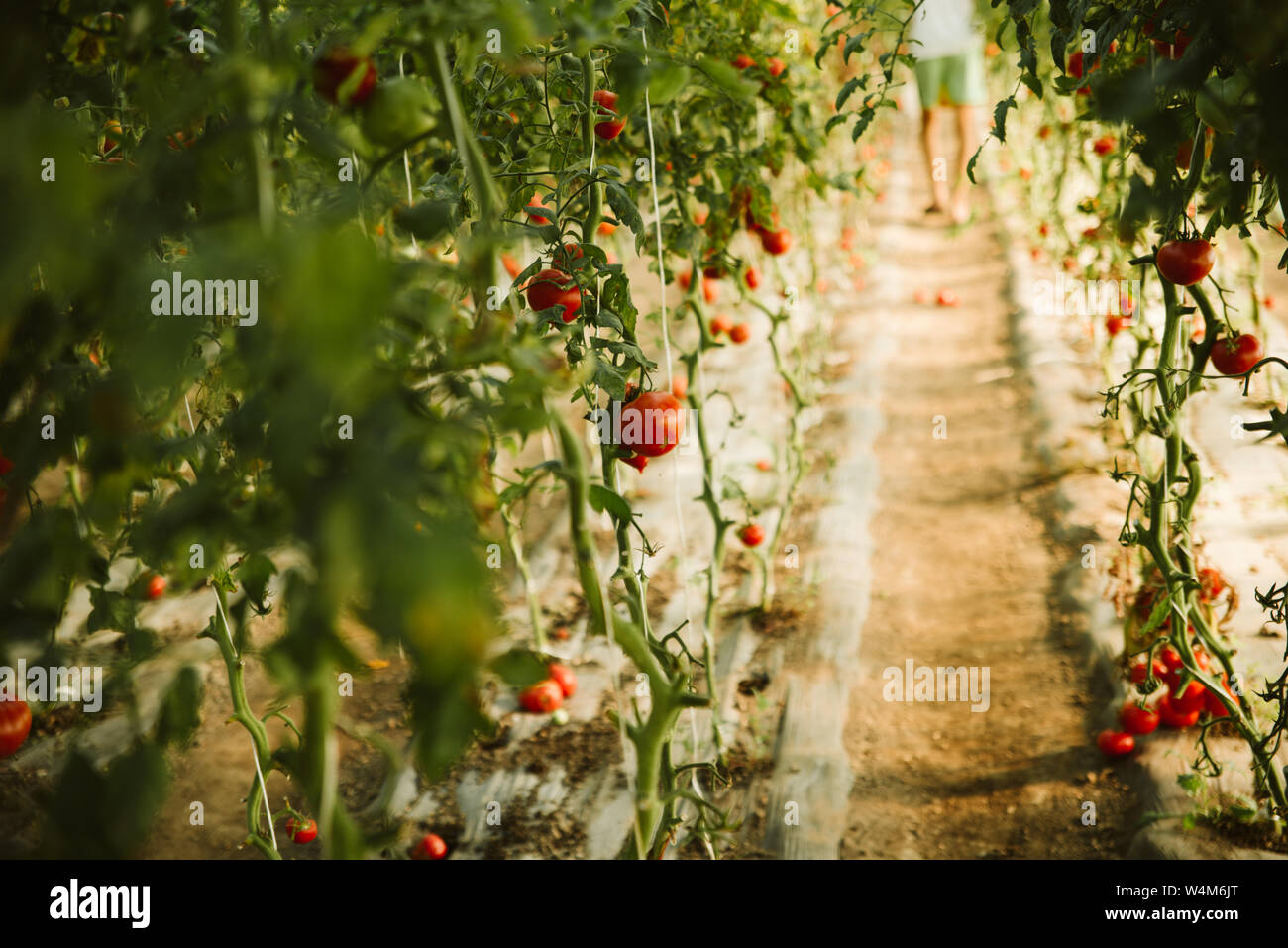 Organically grown produce without the pesticides Stock Photo - Alamy