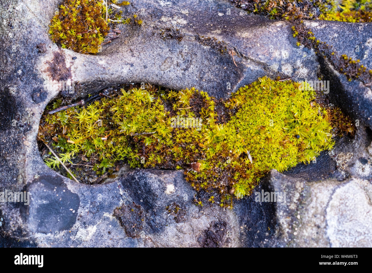 Fungus growing on rocks hi-res stock photography and images - Alamy