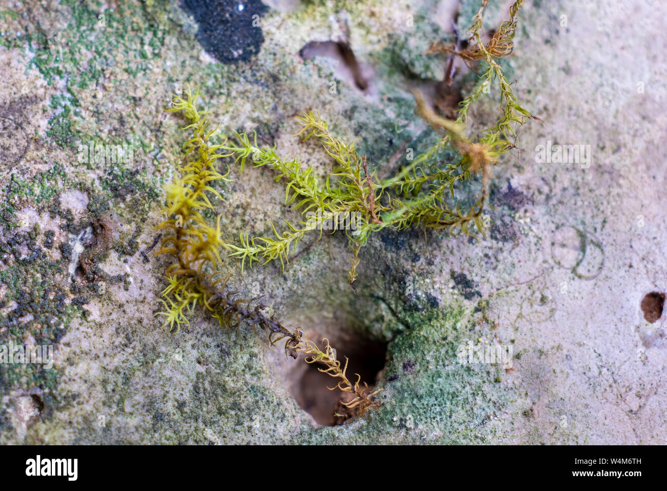 Fungus growing on rocks hi-res stock photography and images - Alamy