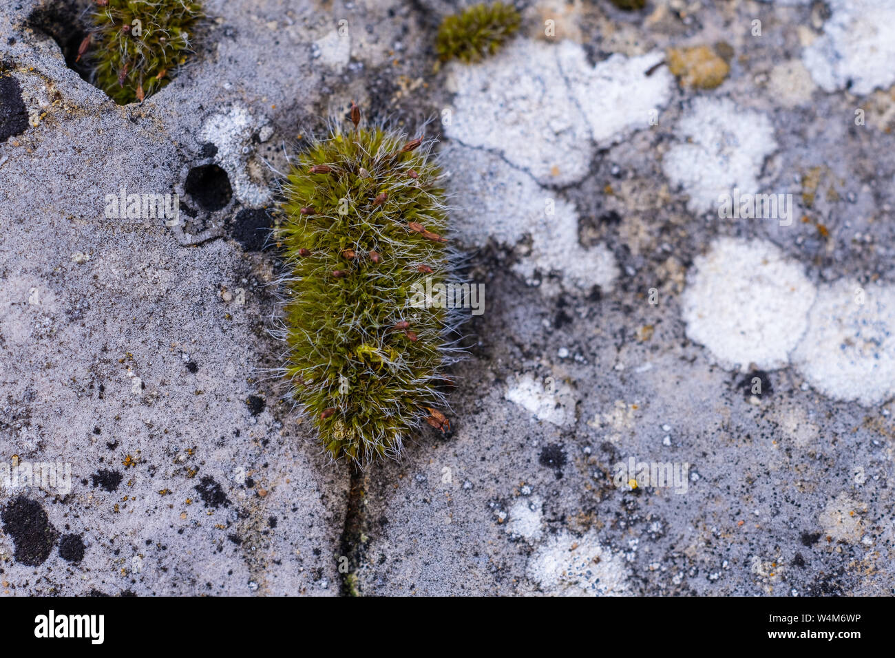 moss and lichens growing on a rock Stock Photo - Alamy