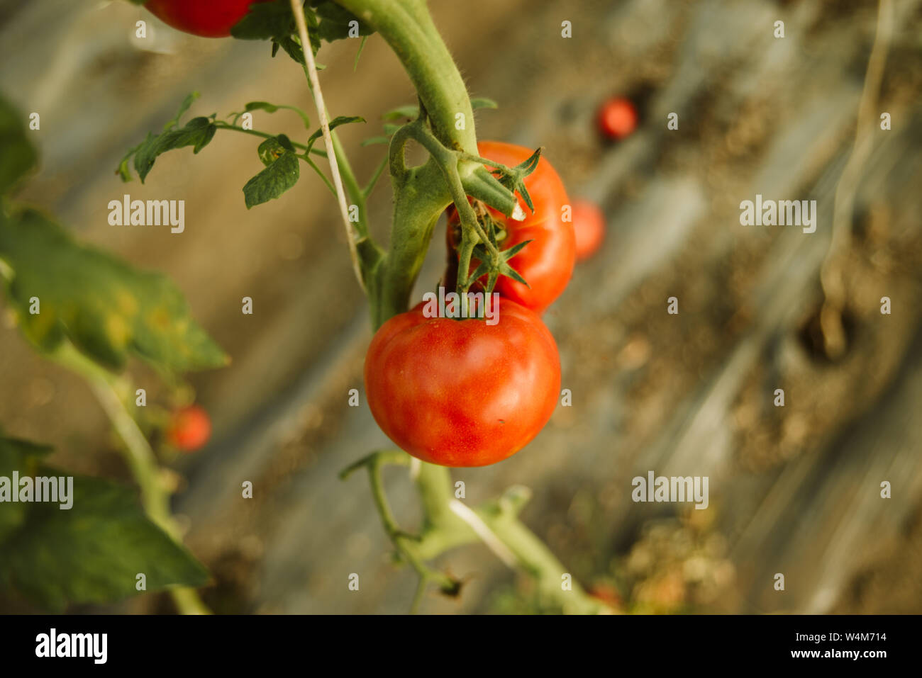 Organically grown produce without the pesticides Stock Photo - Alamy