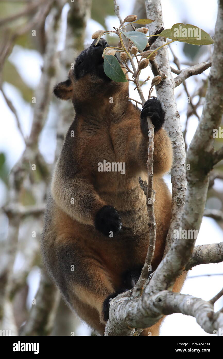 A Bennett's tree kangaroo rests high in a tree in a dry forest ...