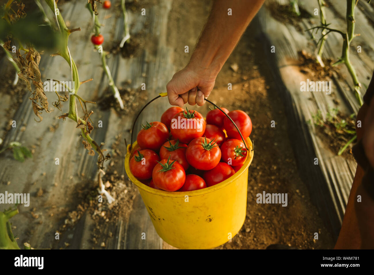 Organically grown produce without the pesticides Stock Photo - Alamy