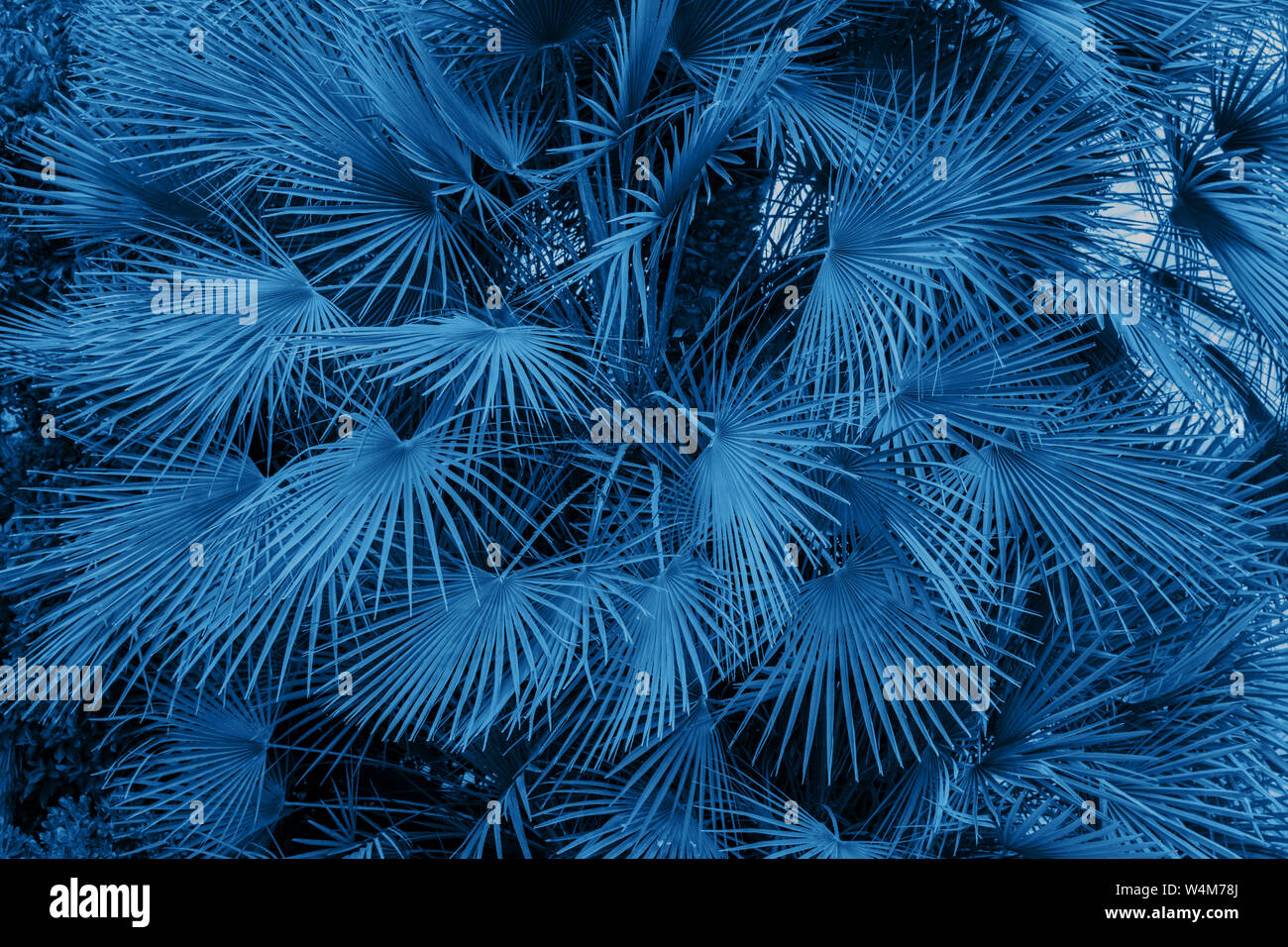 Many green leaves of the tropical palm tree of the Sabal minor family ...