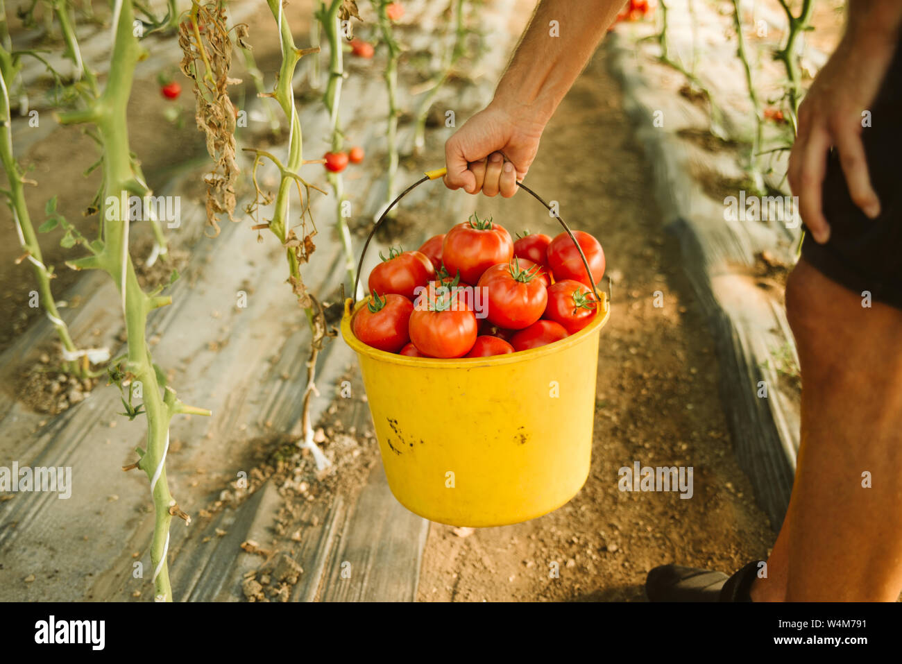 Organically grown produce without the pesticides Stock Photo - Alamy