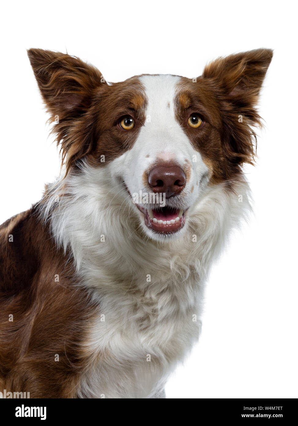 Head shot of naughty looking brown with white Border Collie. Looking at ...