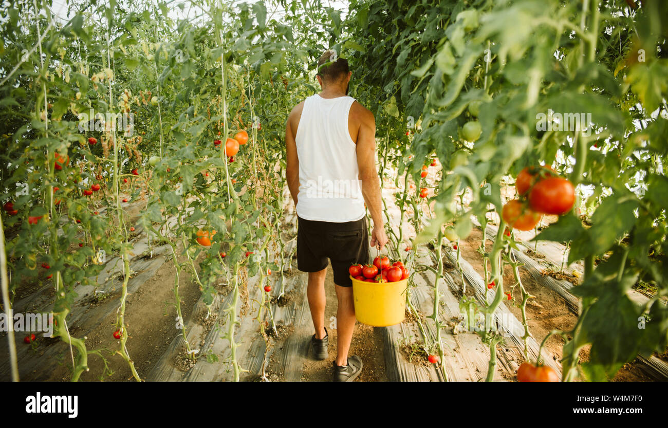 Organically grown produce without the pesticides Stock Photo - Alamy