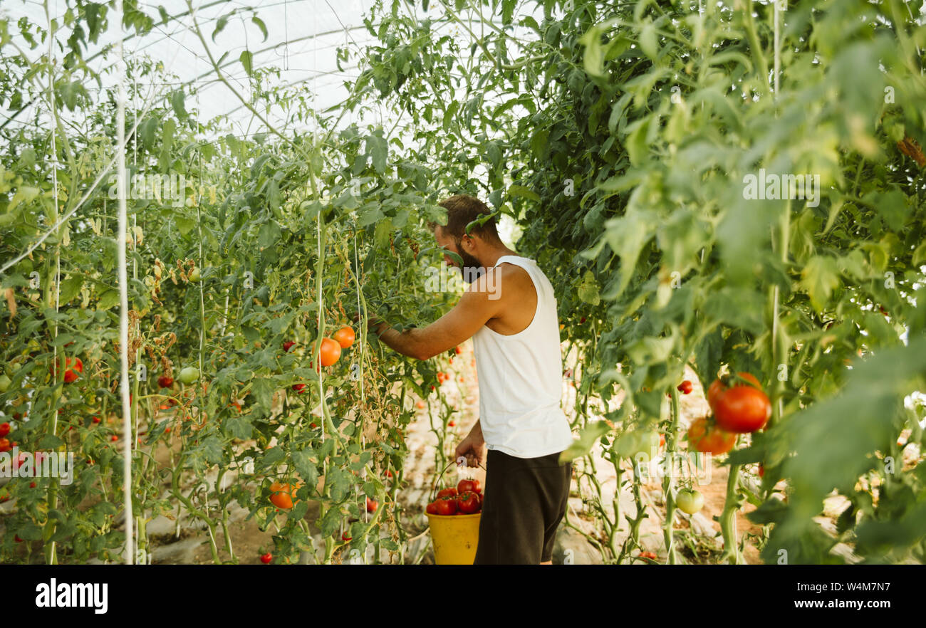 Organically grown produce without the pesticides Stock Photo - Alamy