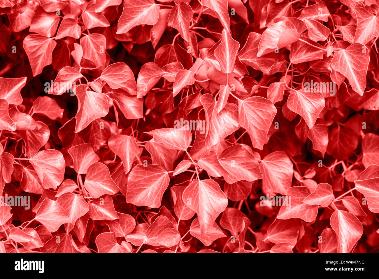 Coral leaves hi-res stock photography and images - Alamy