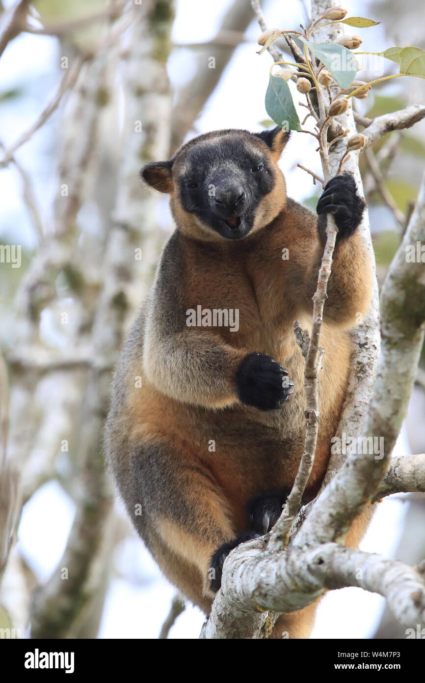 A Bennett's tree kangaroo rests high in a tree in a dry forest ...