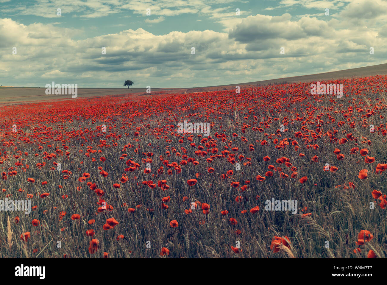 landscape shot with poppy field Stock Photo - Alamy