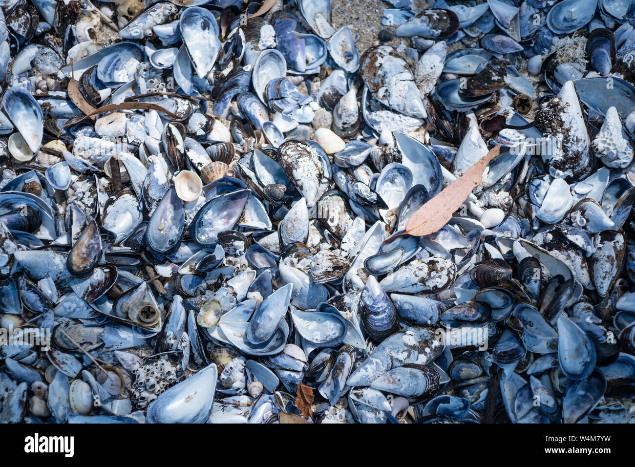 Mussel shell background. Empty mussel shell on the beach. Seashell ...