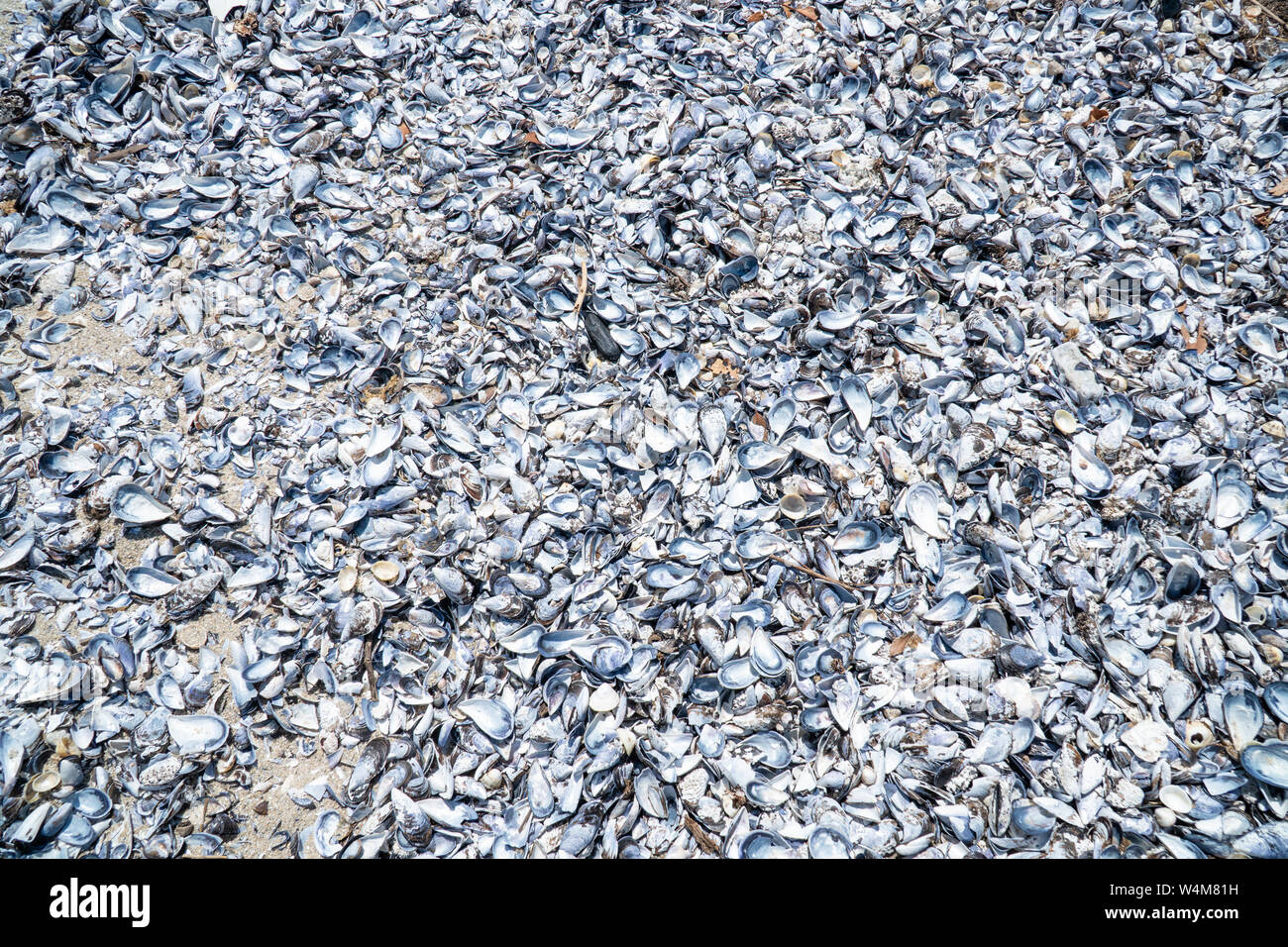 Mussel shell background. Empty mussel shell on the beach. Seashell ...