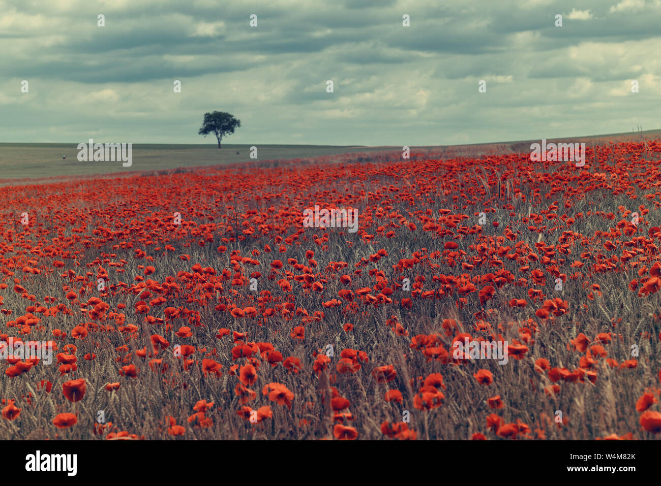 Abstract poppy landscape hi-res stock photography and images - Alamy
