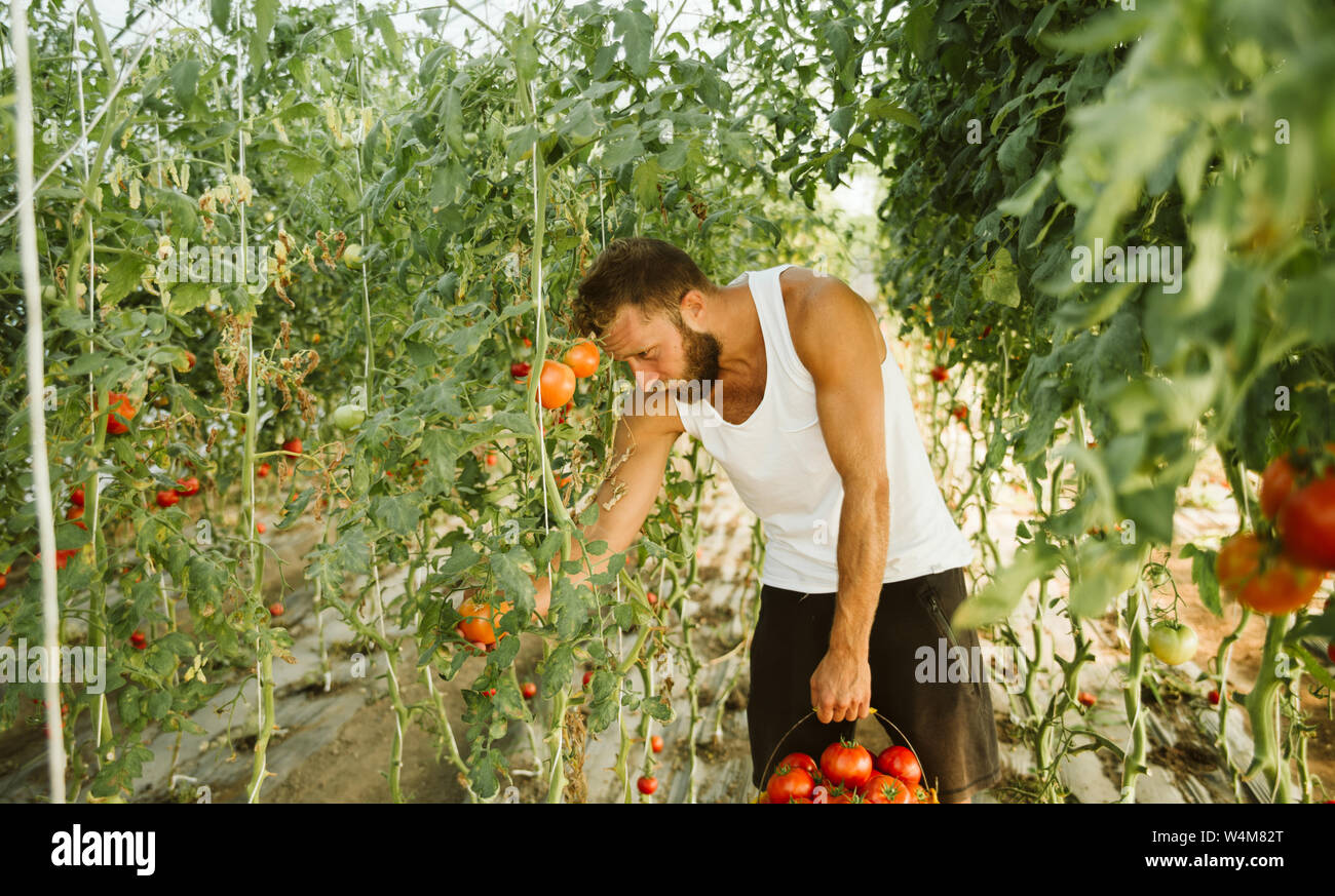 Organically grown produce without the pesticides Stock Photo - Alamy