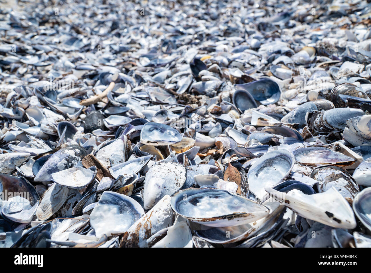 Mussel shell background. Empty mussel shell on the beach. Seashell ...
