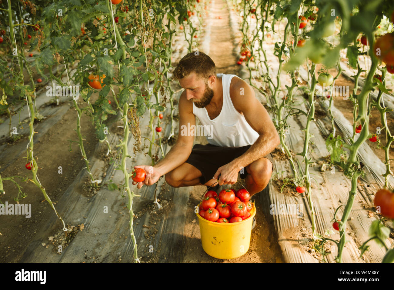 Organically grown produce without the pesticides Stock Photo - Alamy
