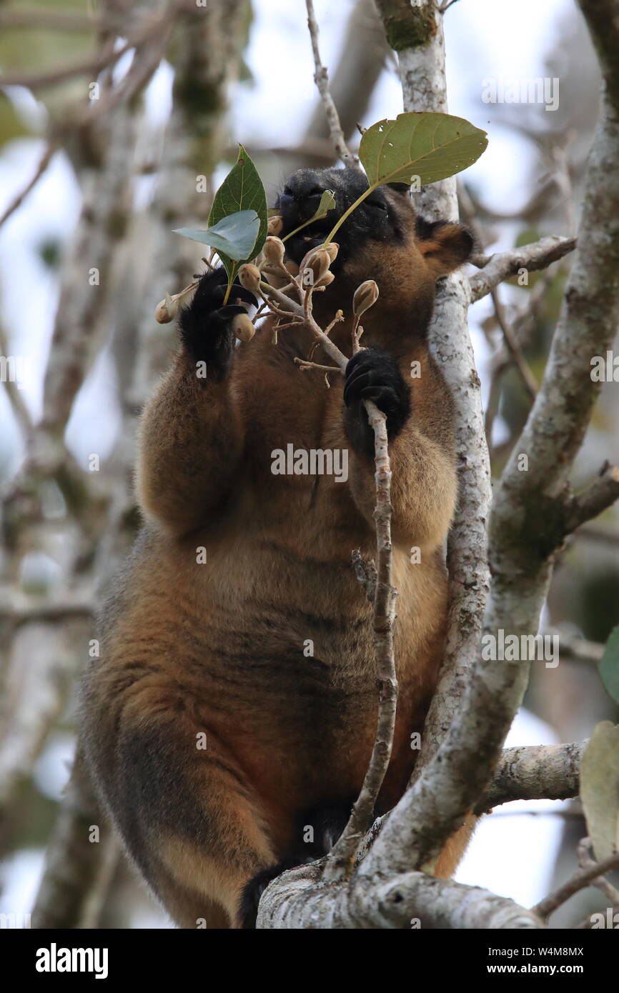 A Bennett's tree kangaroo rests high in a tree in a dry forest ...