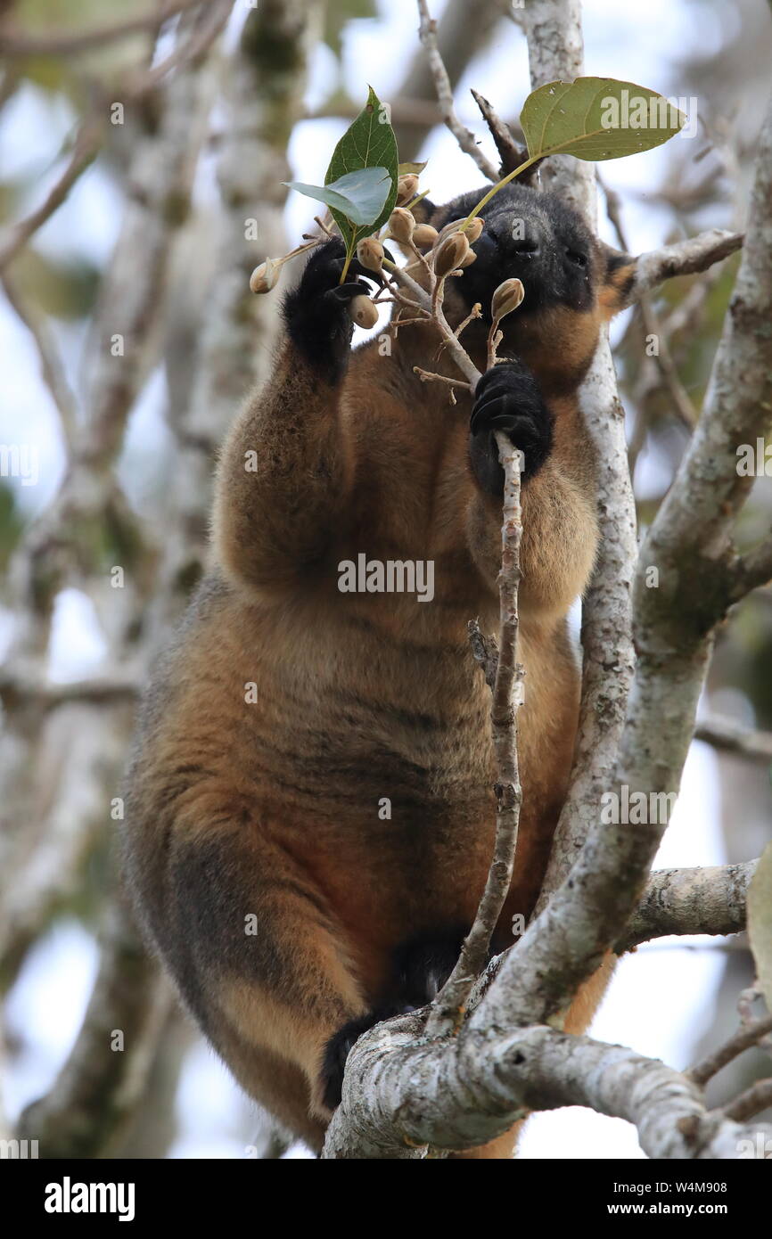 A Bennett's tree kangaroo rests high in a tree in a dry forest ...