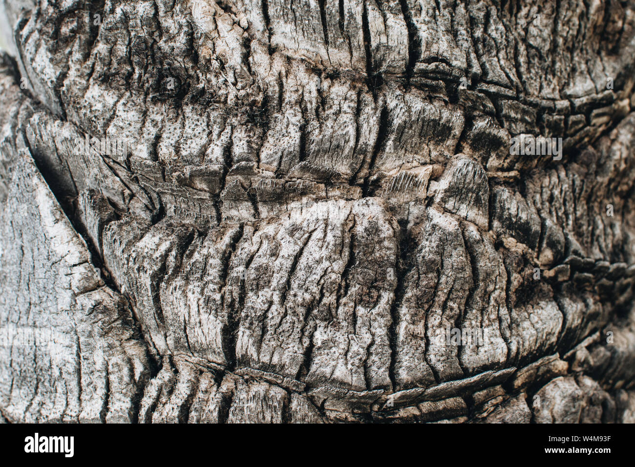 Close up the surface of the bark of palm tree. The rough textured ...