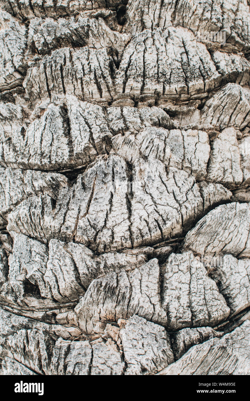 Close up the surface of the bark of palm tree. The rough textured ...