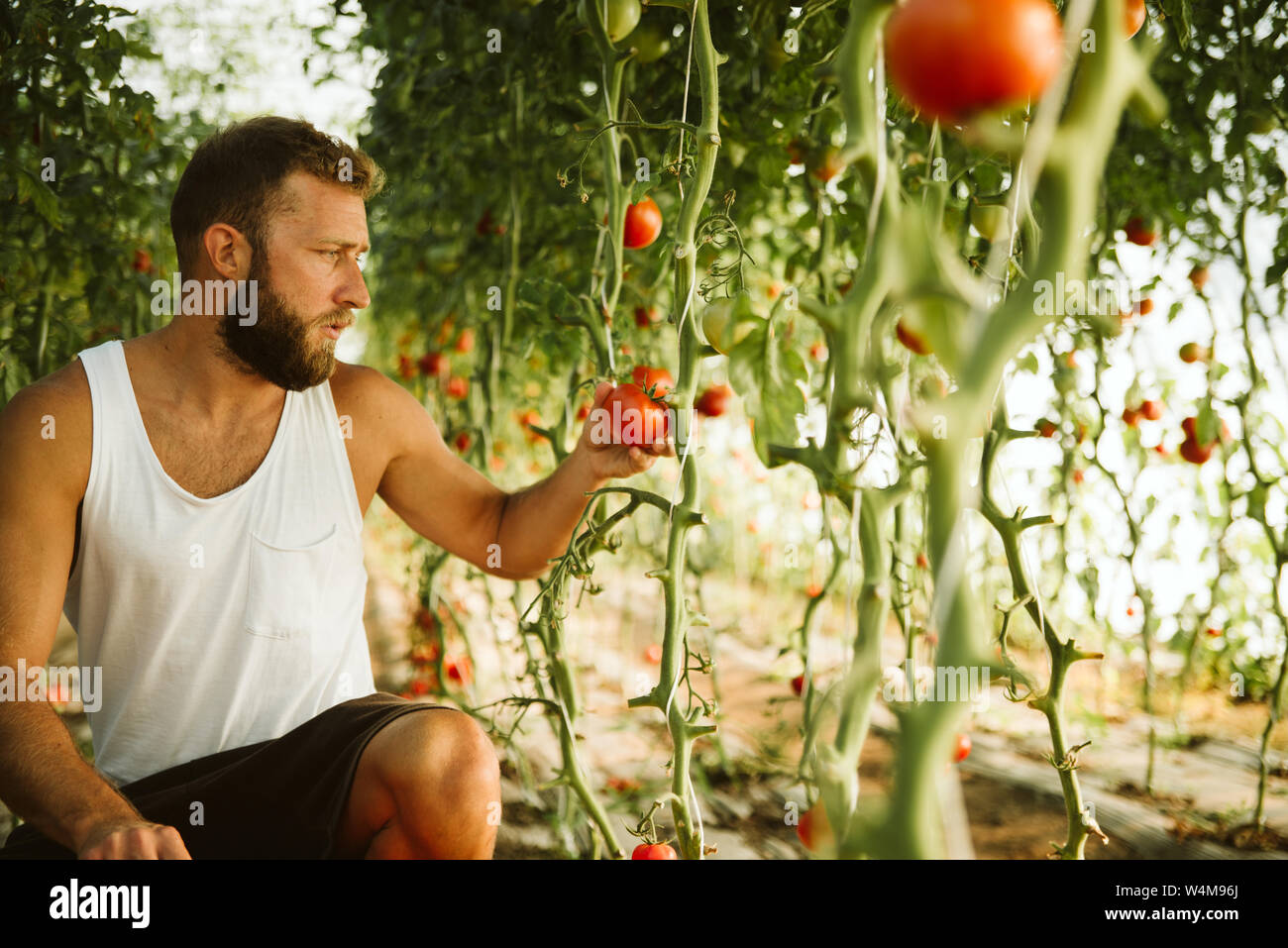 Organically grown produce without the pesticides Stock Photo - Alamy