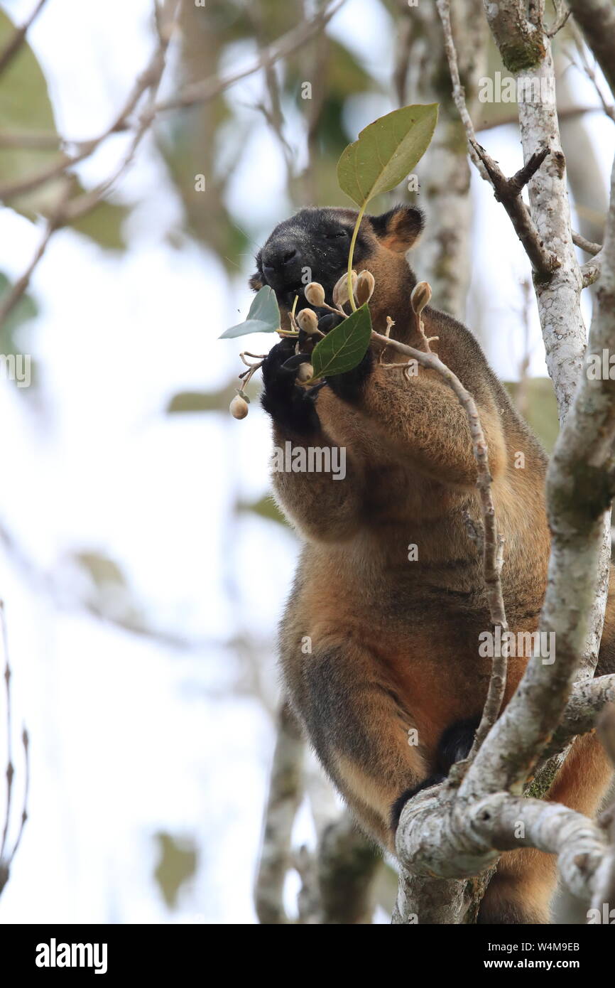 A Bennett's tree kangaroo rests high in a tree in a dry forest ...