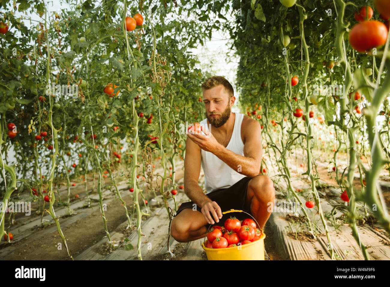 Organically grown produce without the pesticides Stock Photo - Alamy