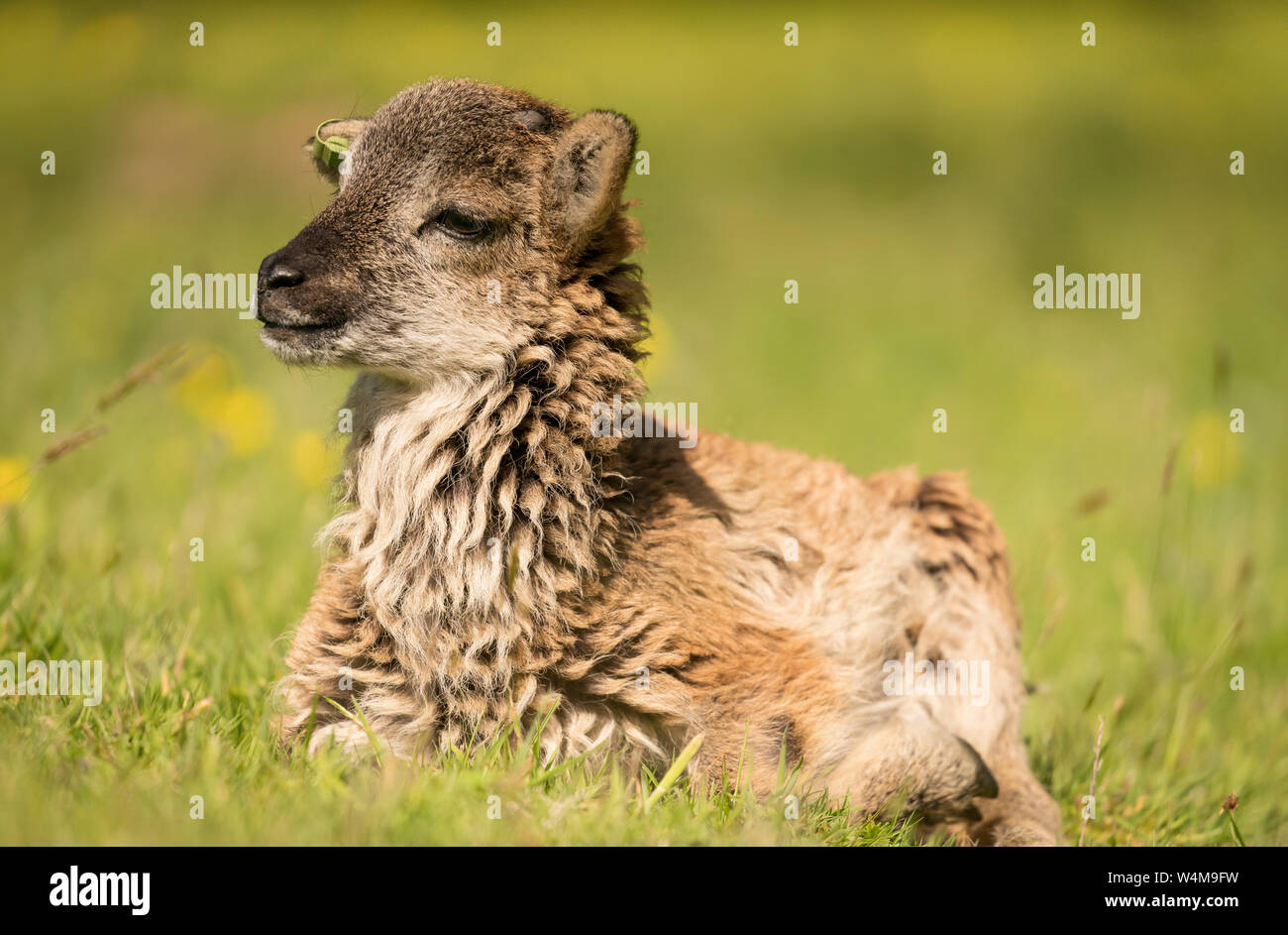 Soay rare breed Hebridean Sheep at the old crofting village of Cleadale ...