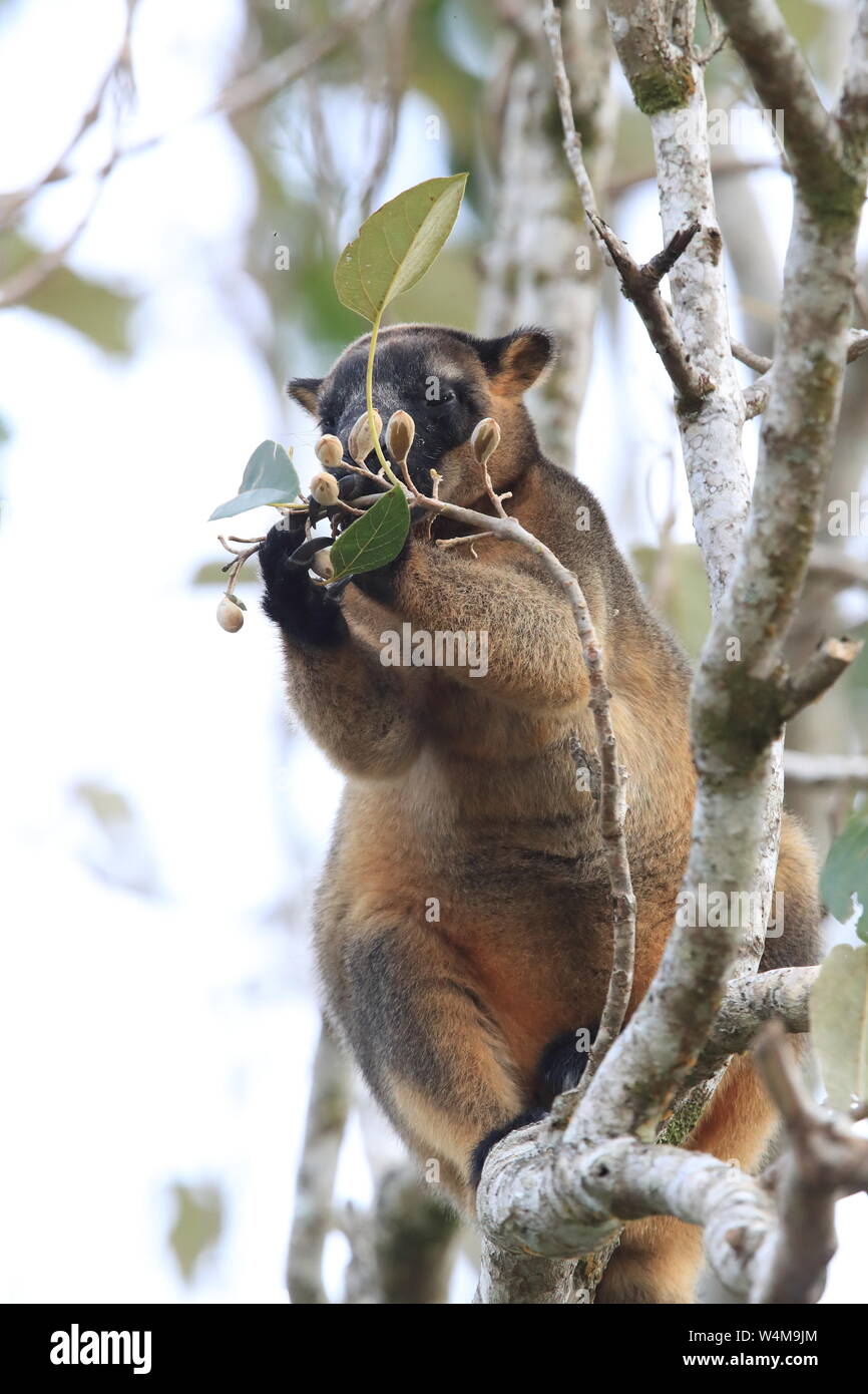 A Bennett's tree kangaroo rests high in a tree in a dry forest ...