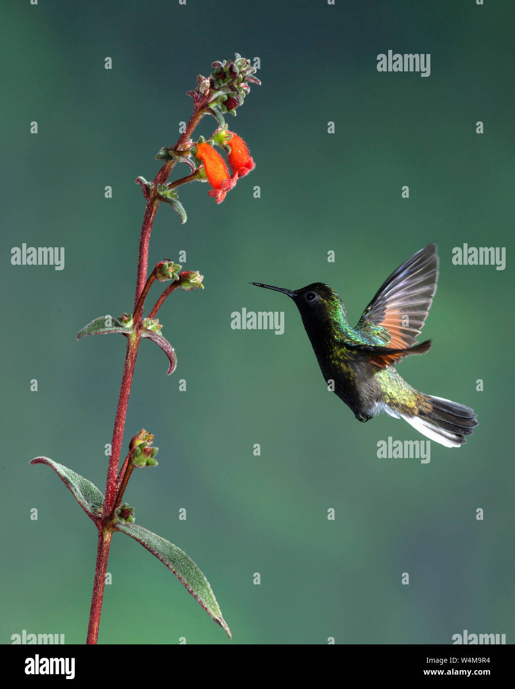 Animals, Birds, A Black-bellied Hummingbird, Euperusa nigriventris ...