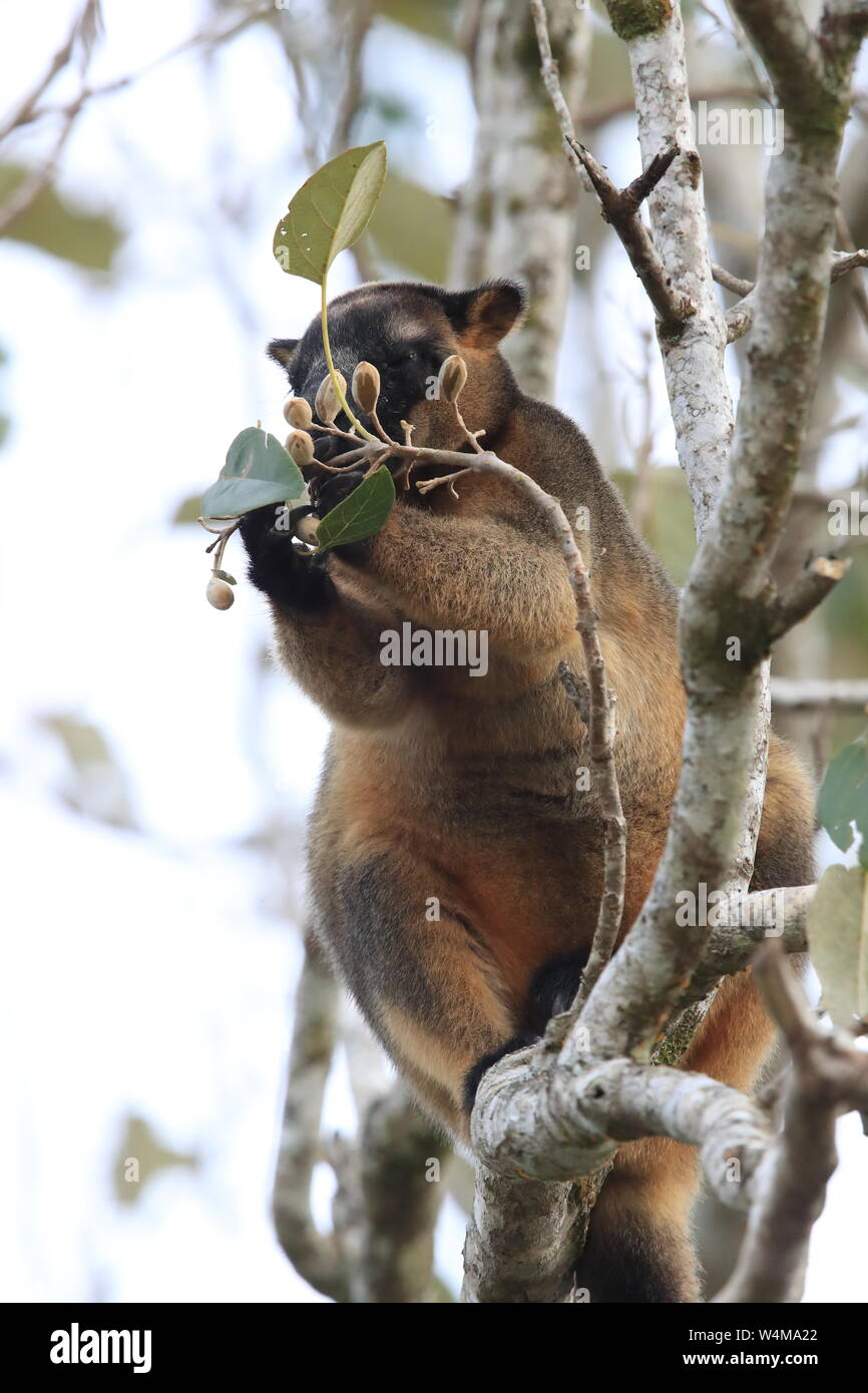 A Bennett's tree kangaroo rests high in a tree in a dry forest ...